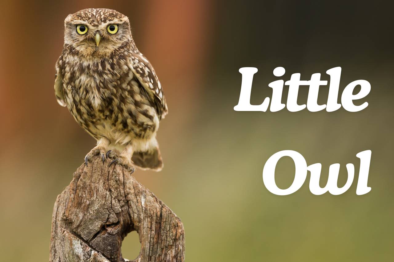 Squirrel Nest: How to Spot One in Your Garden Trees